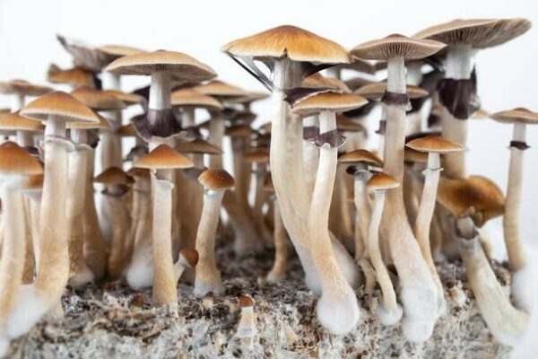 Discover the Strongest Mushroom Strain That Exists