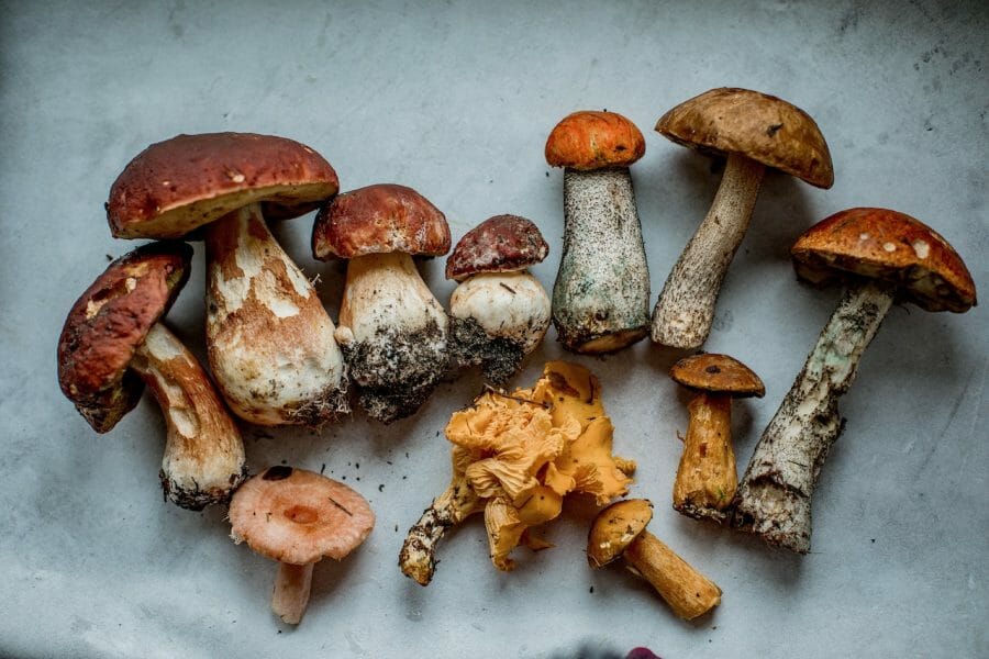 Exploring the Health Benefits of Dried Magic Mushrooms
