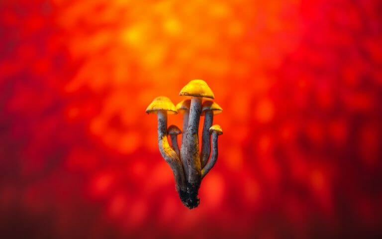 Explore LSD Edibles and Their Psychedelic Potential