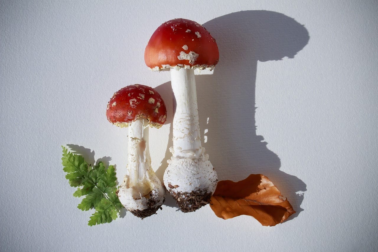 Do Shrooms Heighten Sexual Drive? Expert Insights