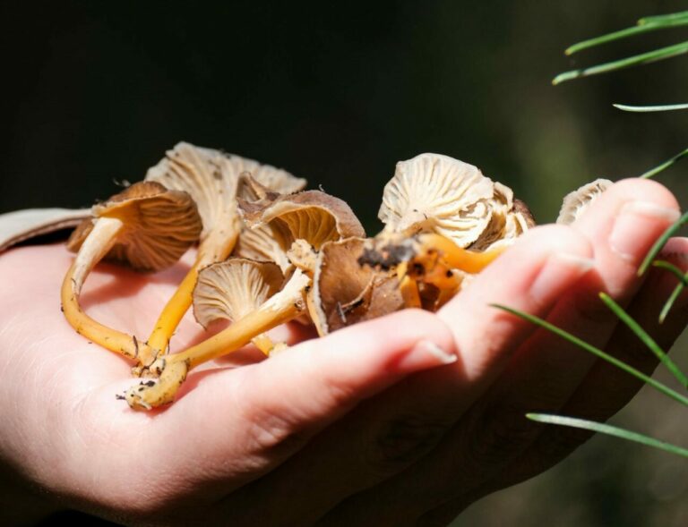 Exploring The Pharmacokinetics of Magic Mushrooms