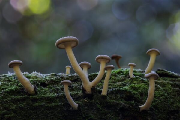 Top Strongest Magic Mushrooms Ranked By Potency