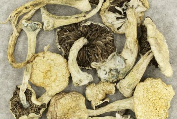 Top Strongest Magic Mushrooms Ranked by Potency